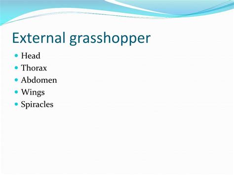 Ppt Grasshopper Powerpoint Presentation Free Download Id2786830