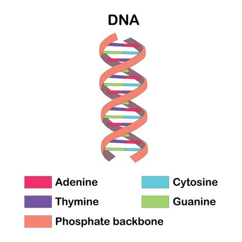 19 Chromatin Function Royalty Free Photos And Stock Images Shutterstock