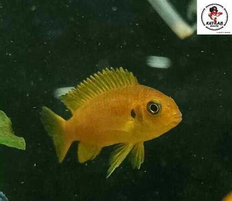 Pseudotropheus Tropheops Chilumba Orange Pyszczak Malawi Ketrab