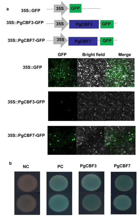 Subcellular Localization And Transactivation Assay Of Pgcbf3 And Download Scientific Diagram