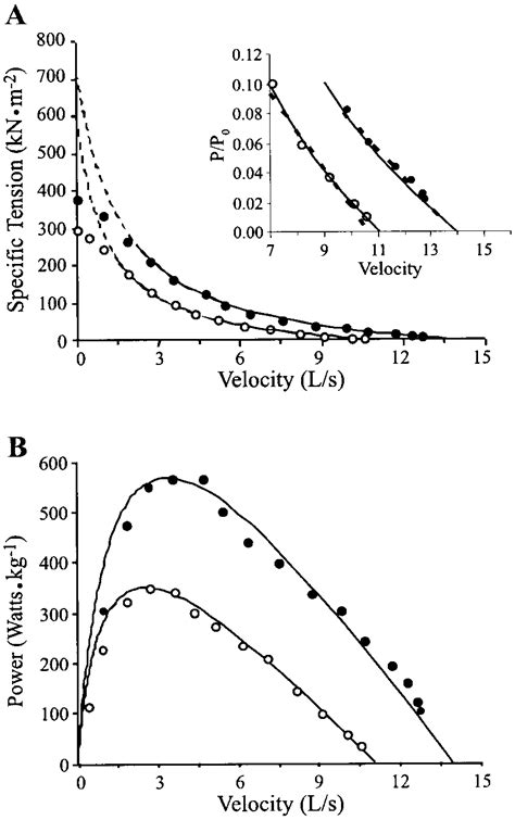 F V And Power Velocity Relationships For A Relatively Fast F And A Download Scientific