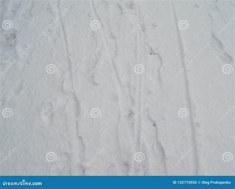 Textures Of Winter Snow Trees And Plants Stock Image Image Of Beautiful Pine 132775955