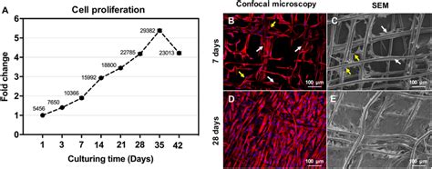 Characterization Of The Stromal Compartment Of The Conjunctival Download Scientific Diagram