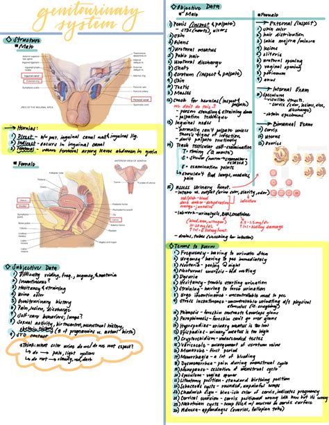 Exam 4 Study Guide Objective Data Genitourinary Mate Dai Female YF N Penis Inspect 9 Palpate