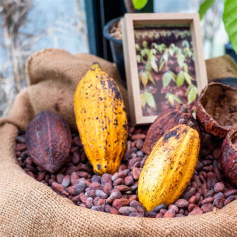 The Complete Guide To Cocoa Bean Varieties 12 Types From Criollo To