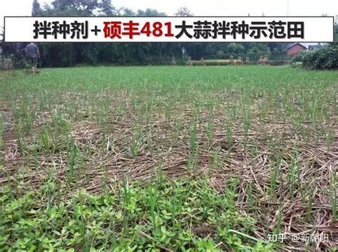 硕丰481千算万算不如芸苔素拌蒜 知乎