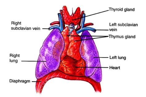 Thymus Gland Diagram Histological Section Of Thymus Gland Showed