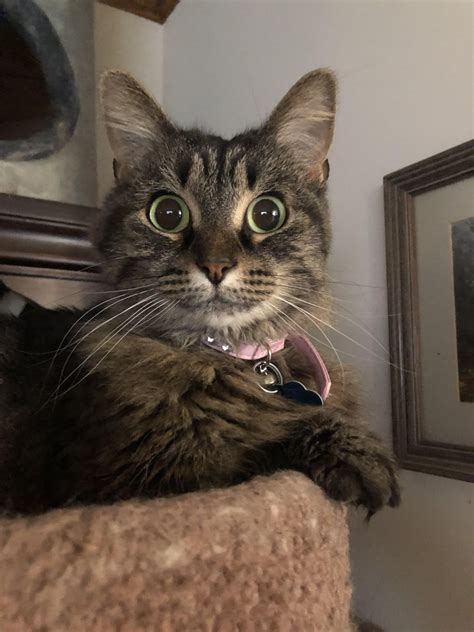 which mode did i activate with my sic juniper r standardissuecat