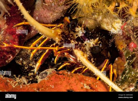 Juvenile European Spiny Crayfish Palinurus Elephas European Spiny