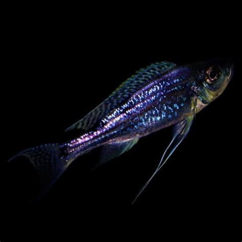 Haplotaxodon Microlepis Kigoma F1 6 8cm Aquarift