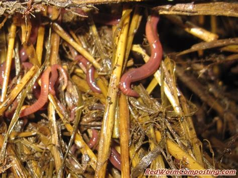 Rotten Hay Vermicomposting Red Worm Composting