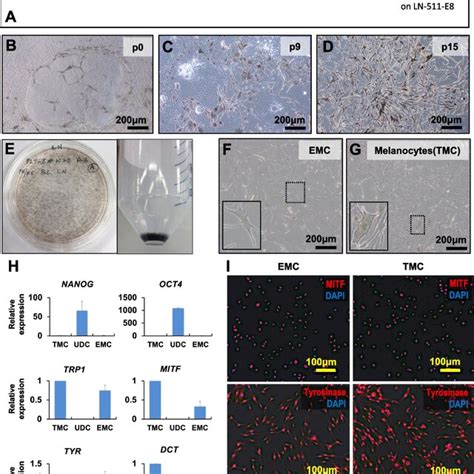 Emcs Maintain Melanocytic Phenotypes At 14 Population Doublings A Download Scientific Diagram