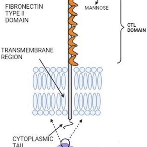 The Structure Of A C Type Lectin Asialoglycoprotein Receptor And The