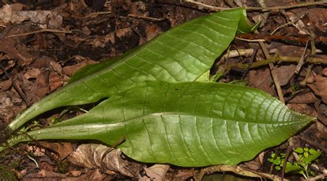 Microsorum Membranaceum Eflora Of India