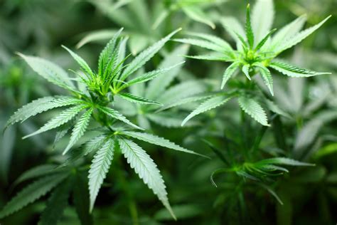 Sativa, Indica, or Hybrid? Choosing the Right Strain in Vancouver ...