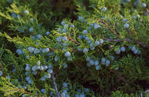 How To Prune Juniper 3 Things You Should Think About Go Grow Garden
