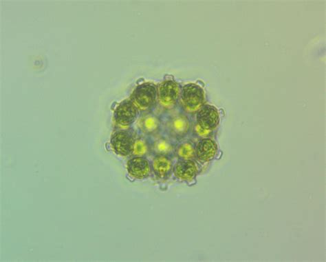 About Coelastrum Cambricum Maryland Biodiversity Project