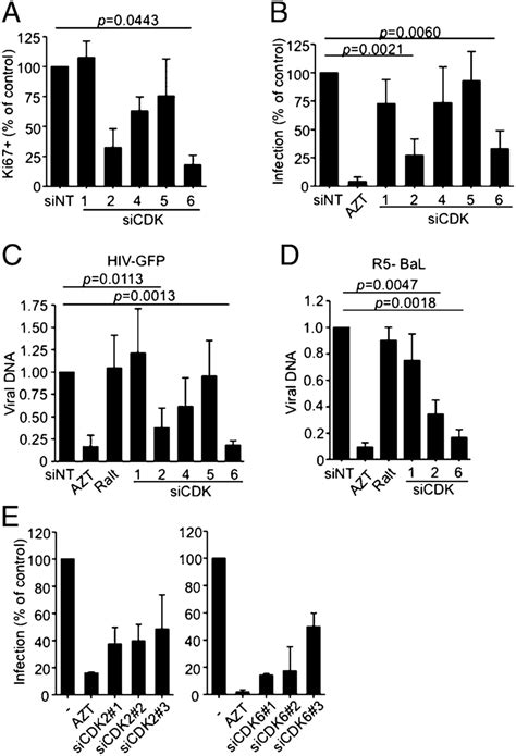 Knockdown Of Cdk2 And Cdk6 Blocks Hiv 1 Rt A The Percentage Of Ki67