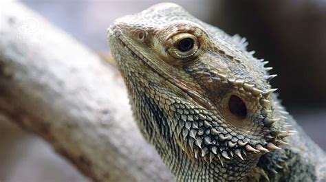 Temperature Induced Sex Change Could Drive This Species To Extinction EcoWatch