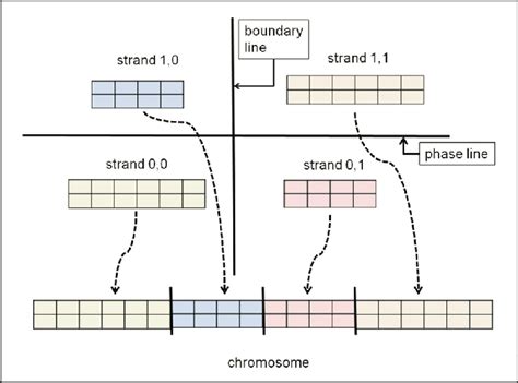 Village Search Genetic Algorithm Chromosome Download Scientific Diagram