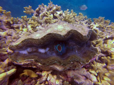 Giant Clam Size