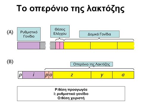 ΠΑΝΕΠΙΣΤΗΜΙΟ ΙΩΑΝΝΙΝΩΝ ΑΝΟΙΚΤΑ ΑΚΑΔΗΜΑΪΚΑ ΜΑΘΗΜΑΤΑ Ppt κατέβασμα