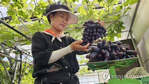 예산서 블랙사파이어 포도 첫 수확 연합뉴스