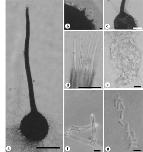 Morphological Characteristics Of Ceratocystis Microbasis Cmw 21117 A
