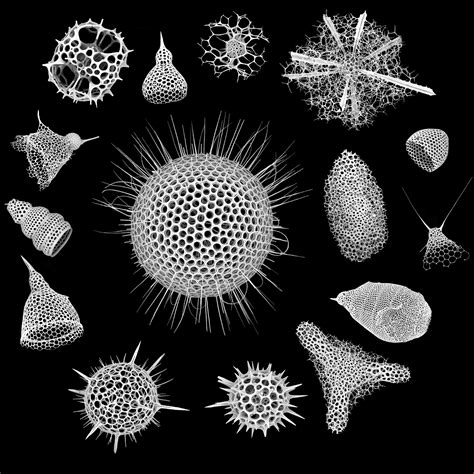 Scanning Electron Microscopy Imaging For Opaline Silica Single Cell Skeletons Polycystines