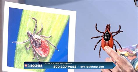 Ask The Doctors What Types Of Ticks Carry Lyme Disease Season 2023