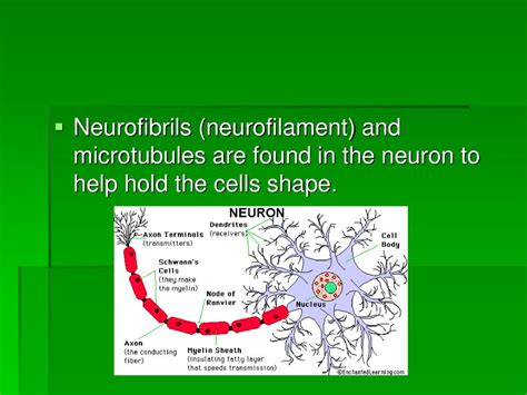 Nervous System Ppt Download