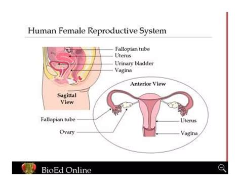 How Do Organisms Reproduceppt