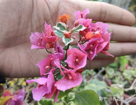 三角梅只长芽不开花修剪位置和时机要选对否则剪了也是叶芽 知乎