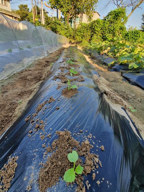 김장무심는시기 김장무우 심기 파종시기 심는방법 네이버 블로그