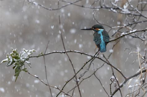 雪 カワセミ ② GANREF