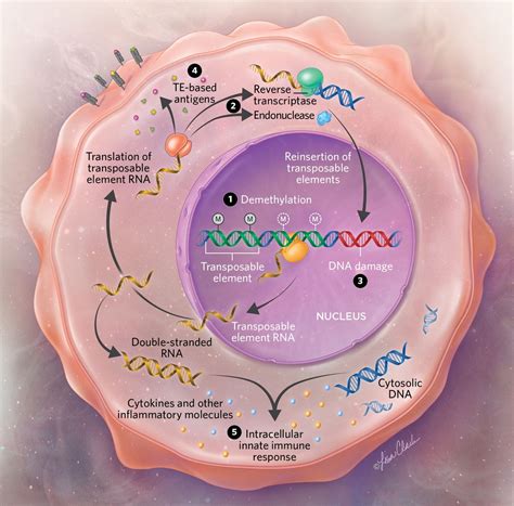 Infographic Transposable Elements In Cancer The Scientist