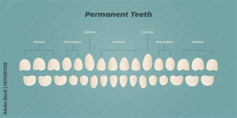Medical Dental Diagram Illustration Orthodontist Human Tooth Anatomy Vector Infographics With