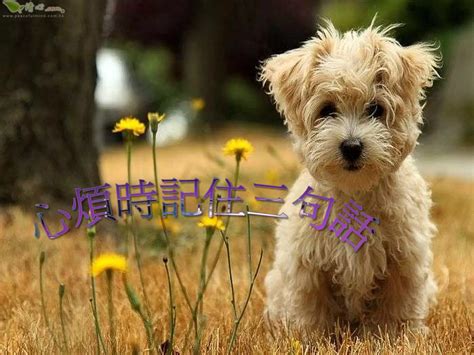 心煩時記住三句話 PPT