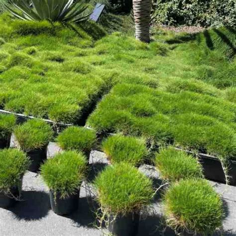 Creeping Thyme Local Botanist Se Qld Australia