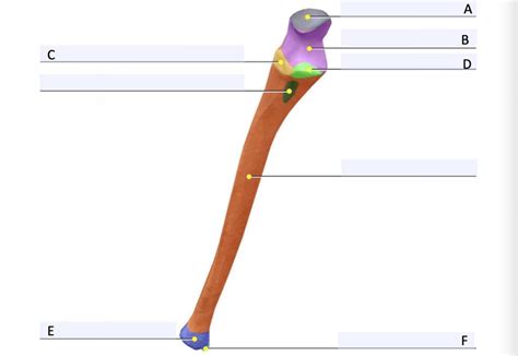 Lab Appendicular Skeleton Part Diagram Quizlet