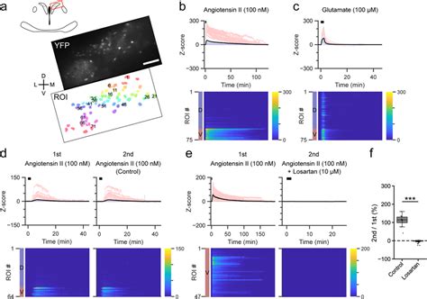 Effect Of Angiotensin Ii On Pvn Crf Neurons A Yfp Signal Upper And