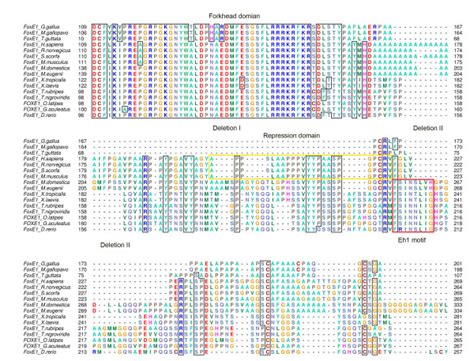 Multiple Sequence Alignments Showing Portions Of The Forkhead Domain