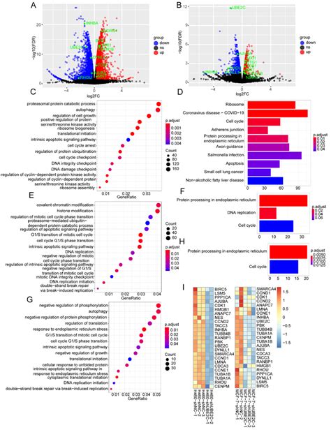 Functional Enrichment Analysis Of Rna Seq Degs Ab The Volcano Maps