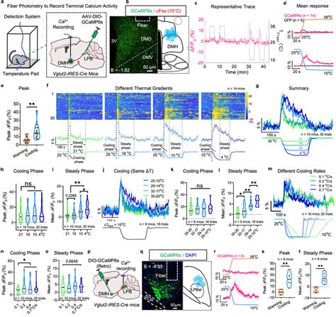 Neural Dynamics Of Lpb → Dmh Projection In Response To Thermal Download Scientific Diagram