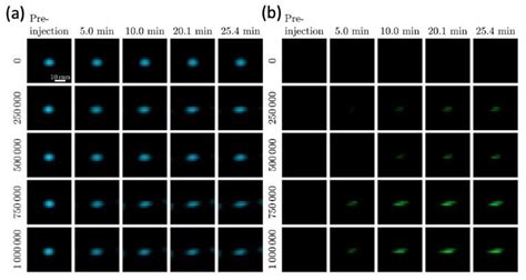 Multi Colour Mpi Images That Distinguish Between Free And Cell Bound