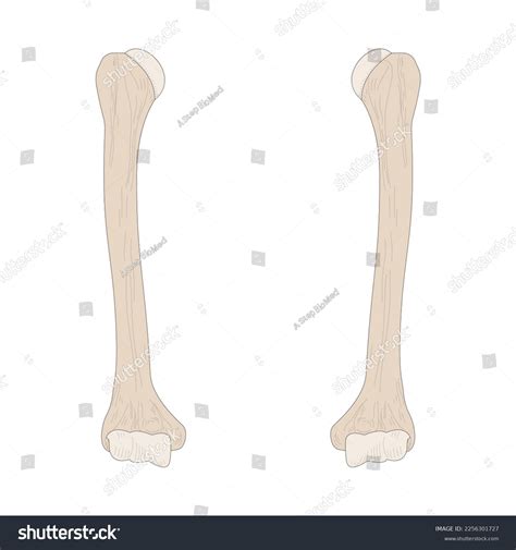 Right Humerus Left Humerus Anterior Ventral Stock Vector Royalty Free 2256301727 Shutterstock