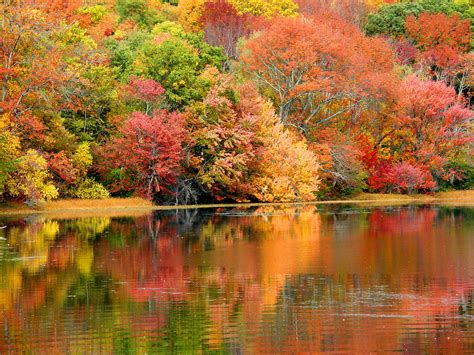 배경 화면 공원 나무 빨간 주황색 호수 반사 그림 물감 이파리 오토 네 캣치 컬러 잎 화려한 자연스러운 Fallcolors 허스트 가을의 색