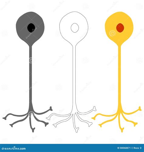 Unipolar Neuron Nerve Cells Neurons Stock Vector Illustration Of