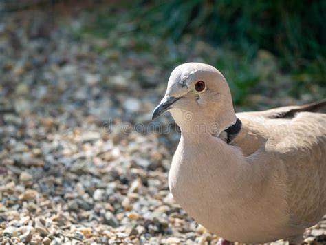 Collared Dove Streptopelia Decaocto Netherlands Stock Image Image Of Single Portrait 277104215