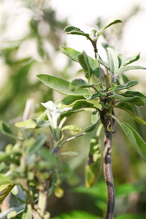 Fresh Sage Stock Image Image Of Background Aromatic 36275891